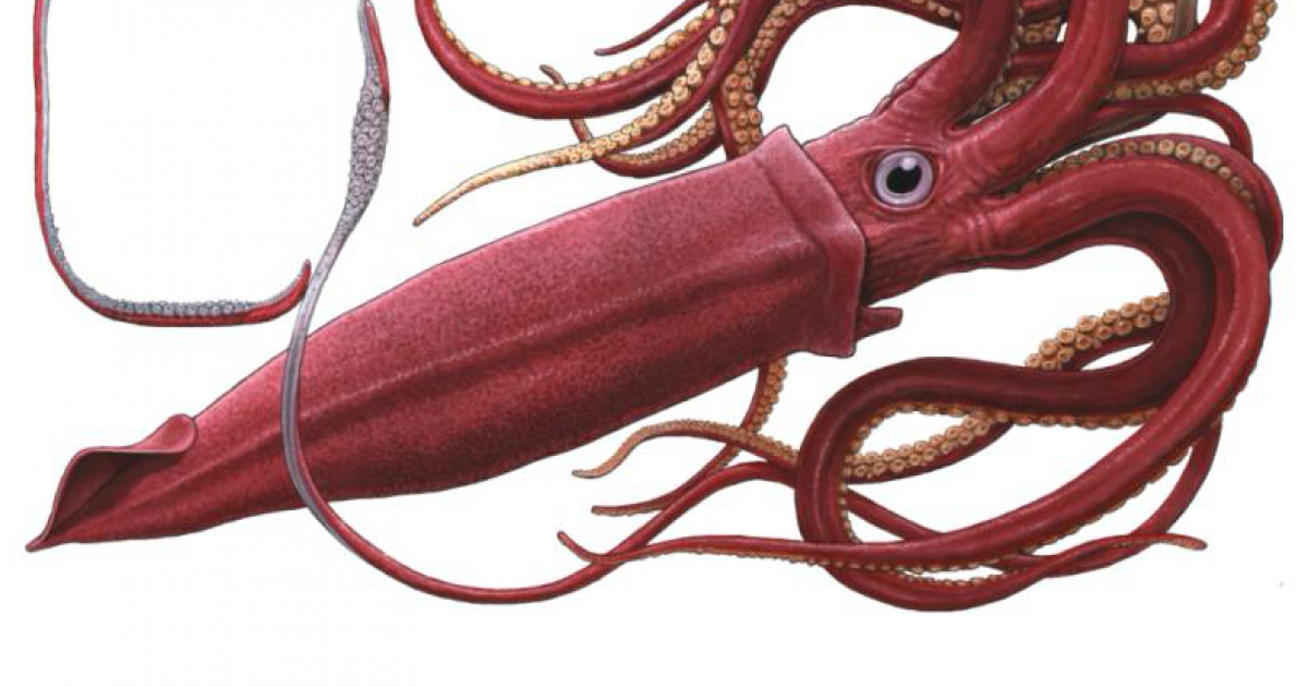 30 septembre 2004: Première photo d’un calmar géant | Éphémérides | Les ...